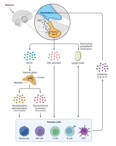 Glucocorticoids Vs Corticosteroids My Endo Consult