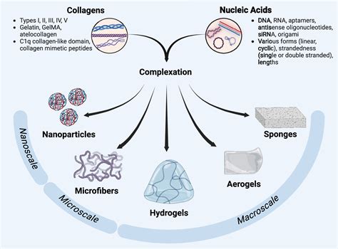 Multifunctional Dna Collagen Biomaterials Developmental Advances And Biomedical Applications