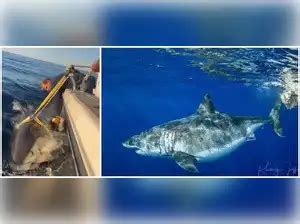 Contender Biggest Great White Shark Meet Contender The Biggest Great
