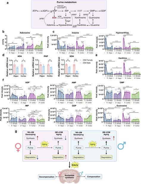 Comprehensive Metabolic Profiling Across Five Lifespan Stages In Murine
