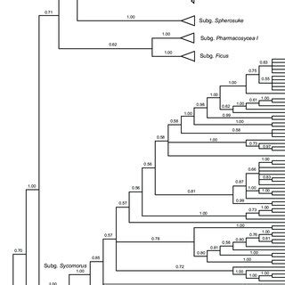 Phylogenetic Tree From The Bayesian Analysis Of The Combined Data ITS Download Scientific