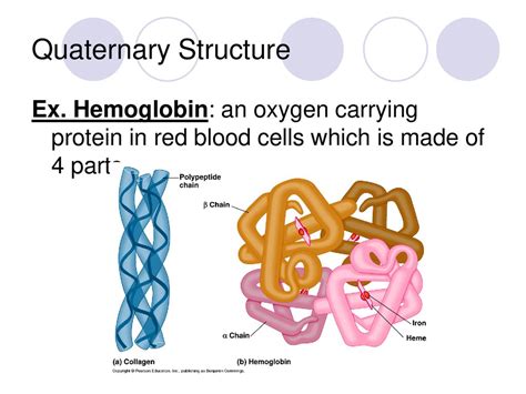 Objectives Identify The Structure And Function Of Proteins Ppt Download