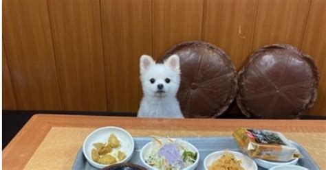 오늘자 혼밥하면 댕댕이가 옆에 있어준다는 설렁탕집 후기 Newsnack