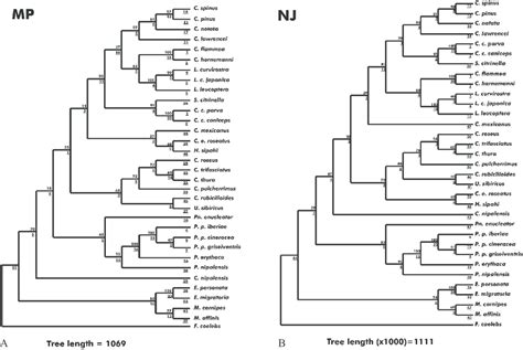 A Maximum Unweighted Parsimony Tree A Heuristic Search Was Used Download Scientific Diagram