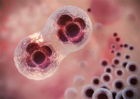 Enhancing Ivf Success The Potential Of Primitive Endoderm Stem Cells