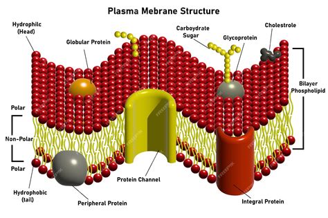 Membrana Plasmática Vector Premium