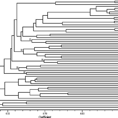 Genetic Relationships Among Moroccan Olive Germplasm The Dendrogram Download Scientific