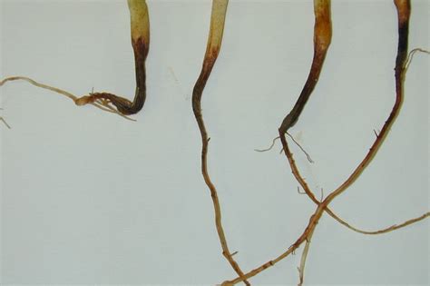 Understanding The Damping Off Complex Caused By Pythium Spp Vegetables News