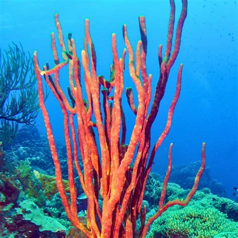 Red Tree Sponge Amphimedon Compressa Keys Marine Life Direct