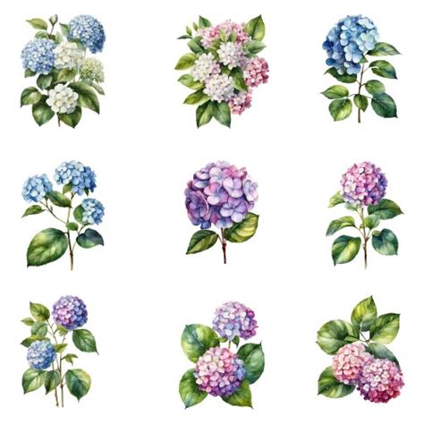 Watercolor Hydrangea Flower Royalty Free Vector Vectorstock
