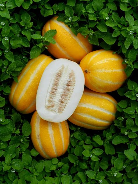 Non Gmo Korean Melon Seeds 참외 Chamoe 10 Seeds Etsy