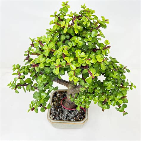Mini Jade Bonsai Tree No 13172 At
