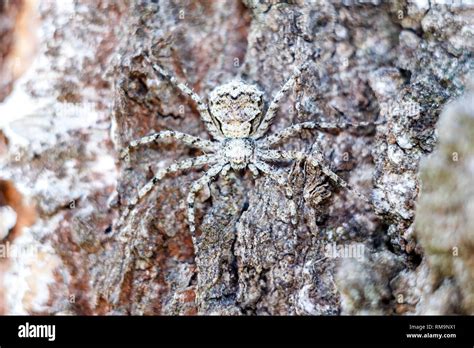 A Masked Spider In Close Up Hides Like A Spy On The Bark Of A Tree Texture And Copyspace Stock