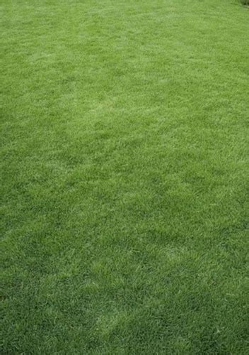 Scratch Resistant 371x20 Meter Plain Nylon And Polyethylene Artificial