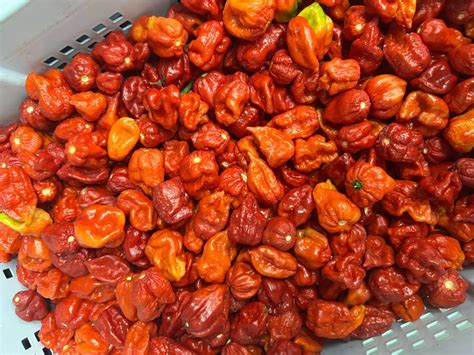 Scorpion Pepper Experience In Trinidad With Mark Wiens Visit Trinidad