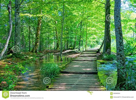 Forest Path Between The Trees The Trees Form An Arch With A Green Crown The Leaves Of The