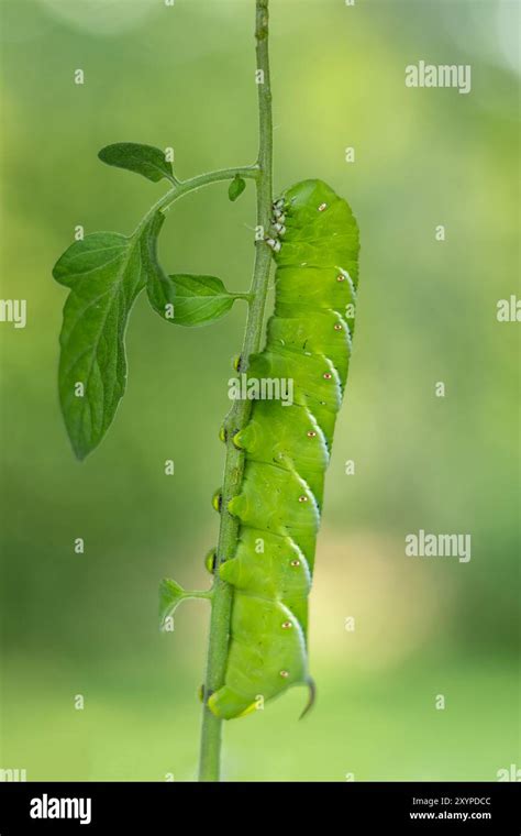 Tobacco Hornworm Manduca Sexta A Green Caterpillar In Late Larvae