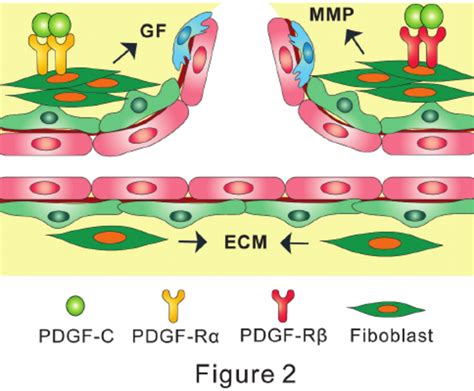 Effect Of Pdgf C On Fibroblasts Fibroblasts Are The Principal Download Scientific Diagram