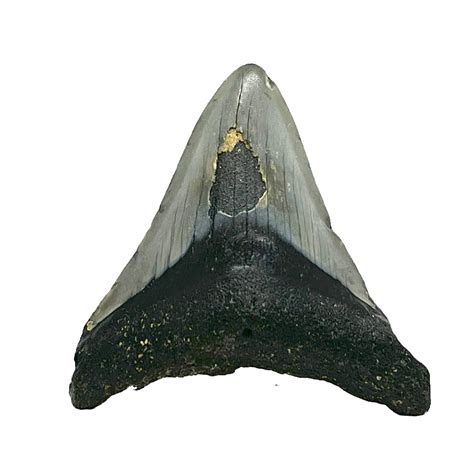 Whole Megalodon Tooth 6cm Jurassic Jacks Fossil Shack