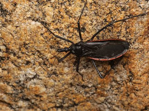 Kissing Bugs Id Risks And Prevention Better Termite