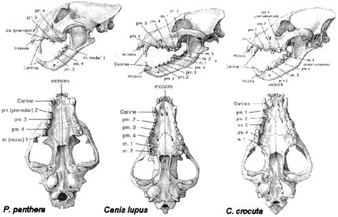 Hyena Skull Side View X Ray Of A Hyenas Skull On White Background