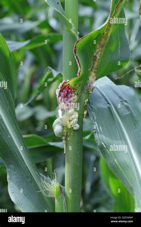Corn Smut Is Plant Disease Caused By Ustilago Maydis On Maize Stock