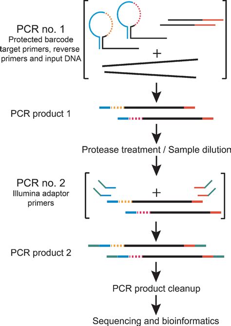 Schematic Library Construction Workflow In The First Pcr Consisting Of