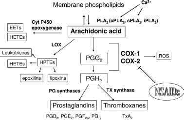Arachidonic Acid Metabolism Service Mtoz Biolabs