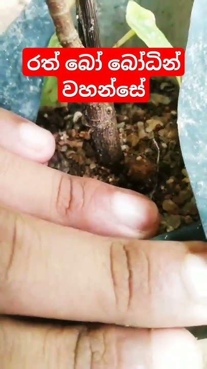දීපංකර බුදු හිමි බුදු වූ කප්පිත්ත පතන බෝ හෙවත් රත් බෝ බෝධින් වහන්සේ🙏🙏🙏🙏 Youtube