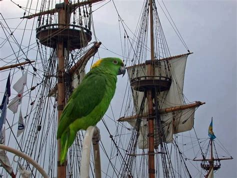 Pirates Parrot On A Pirate Ship Captain Flint Parrot Pirates Of The