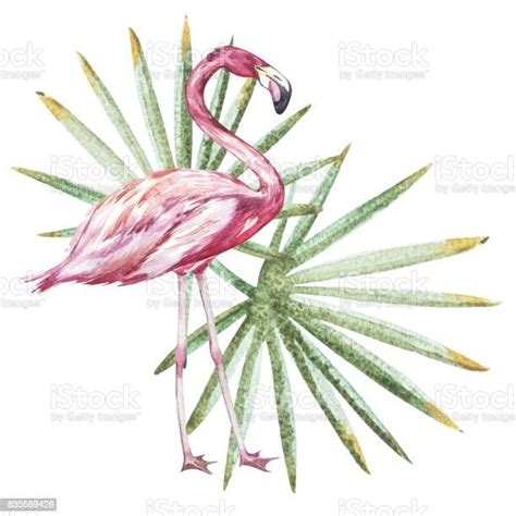핑크 플라밍고 수채화 그림 흰색 배경에 고립입니다 팜 리프와 함께 손으로 그려진된 밑그림입니다 가냘픈에 대한 스톡 벡터 아트 및 기타 이미지 Istock