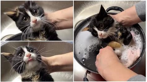 Watch Oddly Satisfying Video Of Cat Lover Bathing Cute Babe Kitten Viral News Zee News