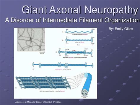 Ppt Giant Axonal Neuropathy Powerpoint Presentation Free Download Id 4708666