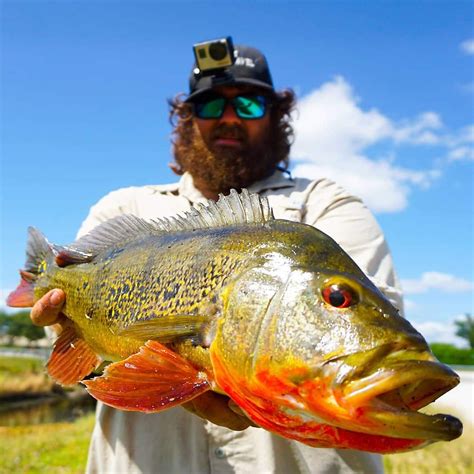 Diy Florida Peacock Bass Trip Things To Know