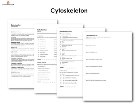 Cytoskeleton Made By Teachers