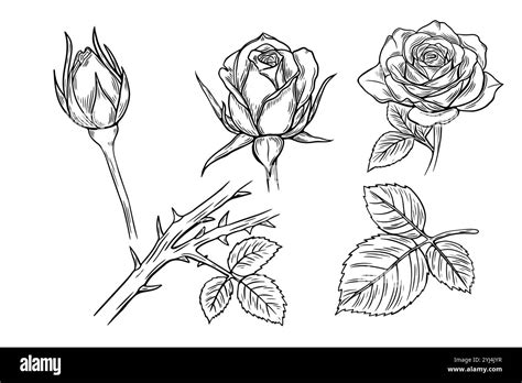 Thorn Rose Tattoo Cut Out Stock Images And Pictures Alamy