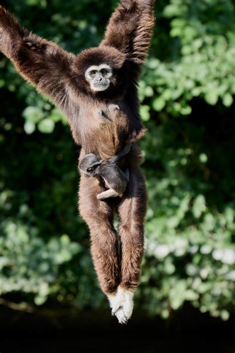 Naissance Dun Gibbon Lar Zoo De La Palmyre