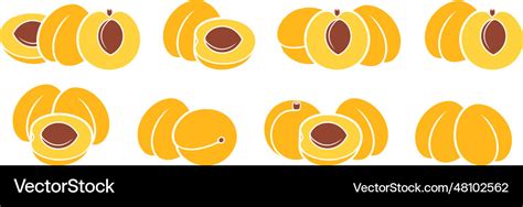 Apricot Royalty Free Vector Image Vectorstock