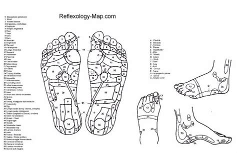 31 Printable Foot Reflexology Charts And Maps ᐅ Templatelab