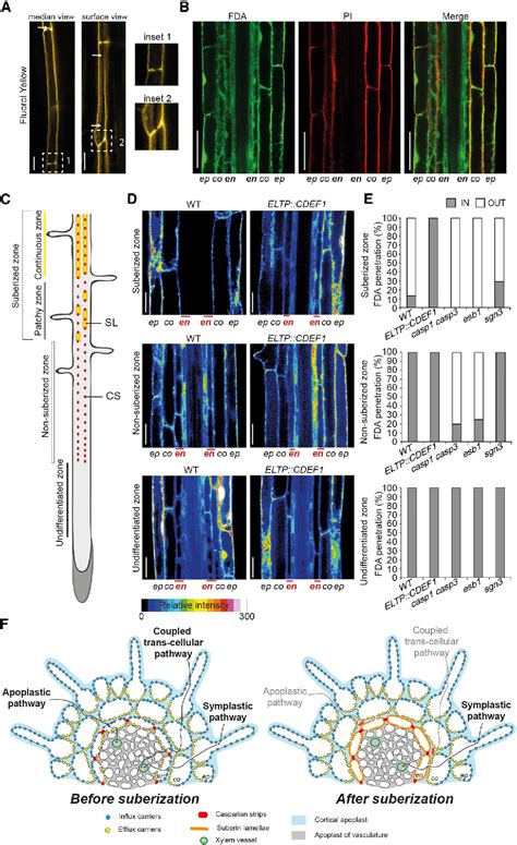 Figure 1 From Adaptation Of Root Function By Nutrient Induced Plasticity Of Endodermal