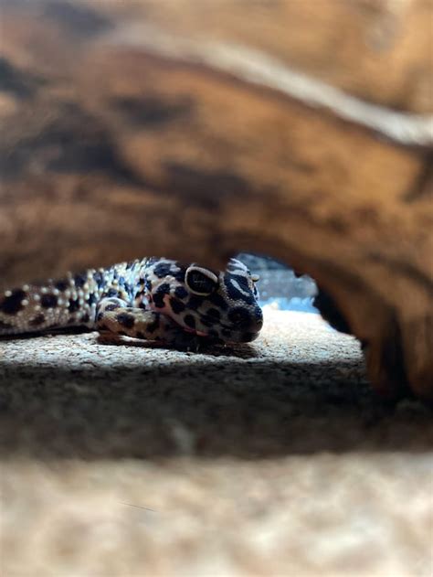 Heating and Lighting : r/leopardgeckos