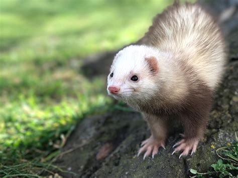 Premium Photo Close Up Of A Ferret