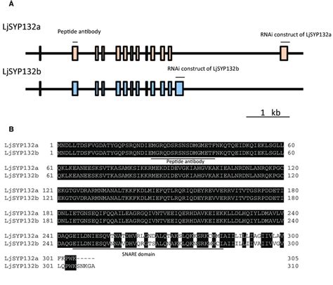 exon intron structure of ljsyp132a and ljsyp132b genes the boxes
