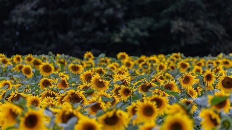 Над 32 млн лв извънредна помощ за производителите на слънчоглед Новини бг