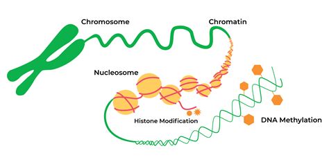 What Is Epigenetics Definition And Overview