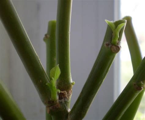 What Is Plant Dormancy And 7 Dormant Plant Care Tips Smart Garden