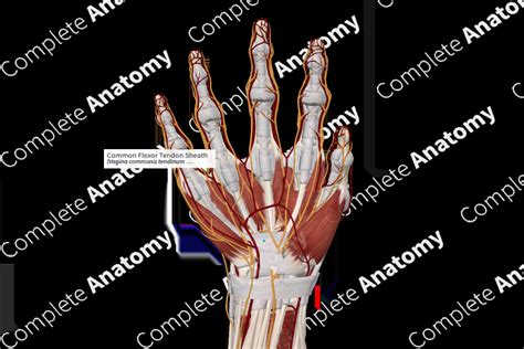 Flexor Tendon Sheath Annals Of Rehabilitation Medicine