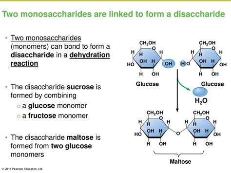 The Molecules of Life презентация онлайн
