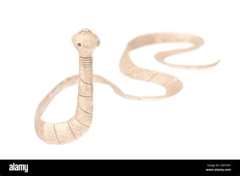 Taenia Solium Proglottid Microscope