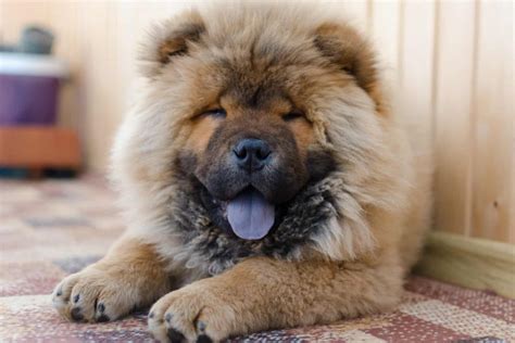8 Unique Chow Chow Colors A Guide To Rare Patterns